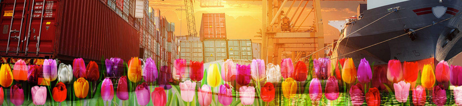 Holland Logistics, your gateway to Europe - meet us at TL Munich